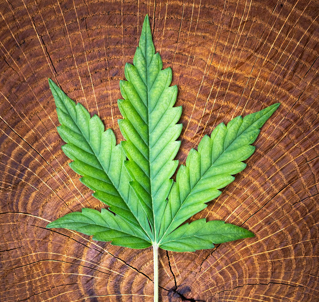 Indica vs. Sativa ¿Cuál es la diferencia? – Vapeando Ando